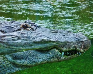 The Mayan Sign and Trecena of the Crocodile - MyMayanSign